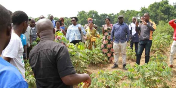IITA: de nouvelles variétés de manioc introduites au Gabon – Focus ...